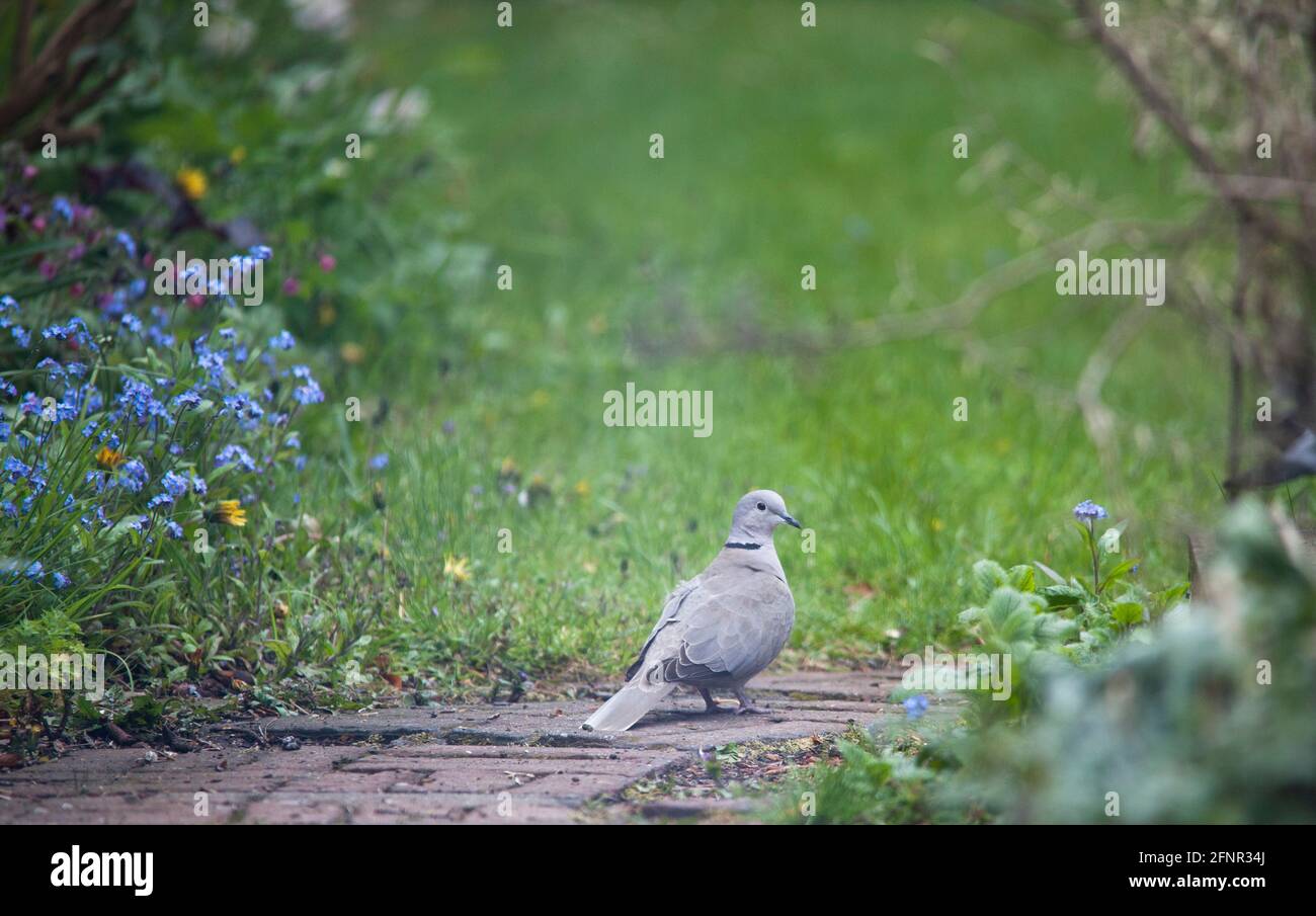 Collared dove Streptopelia decaocto on garden path green background ...