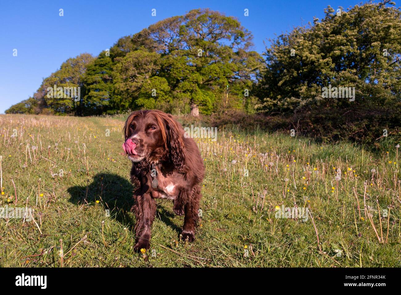 Working Cocker Spaniel dog during a walk in the English countryside ...