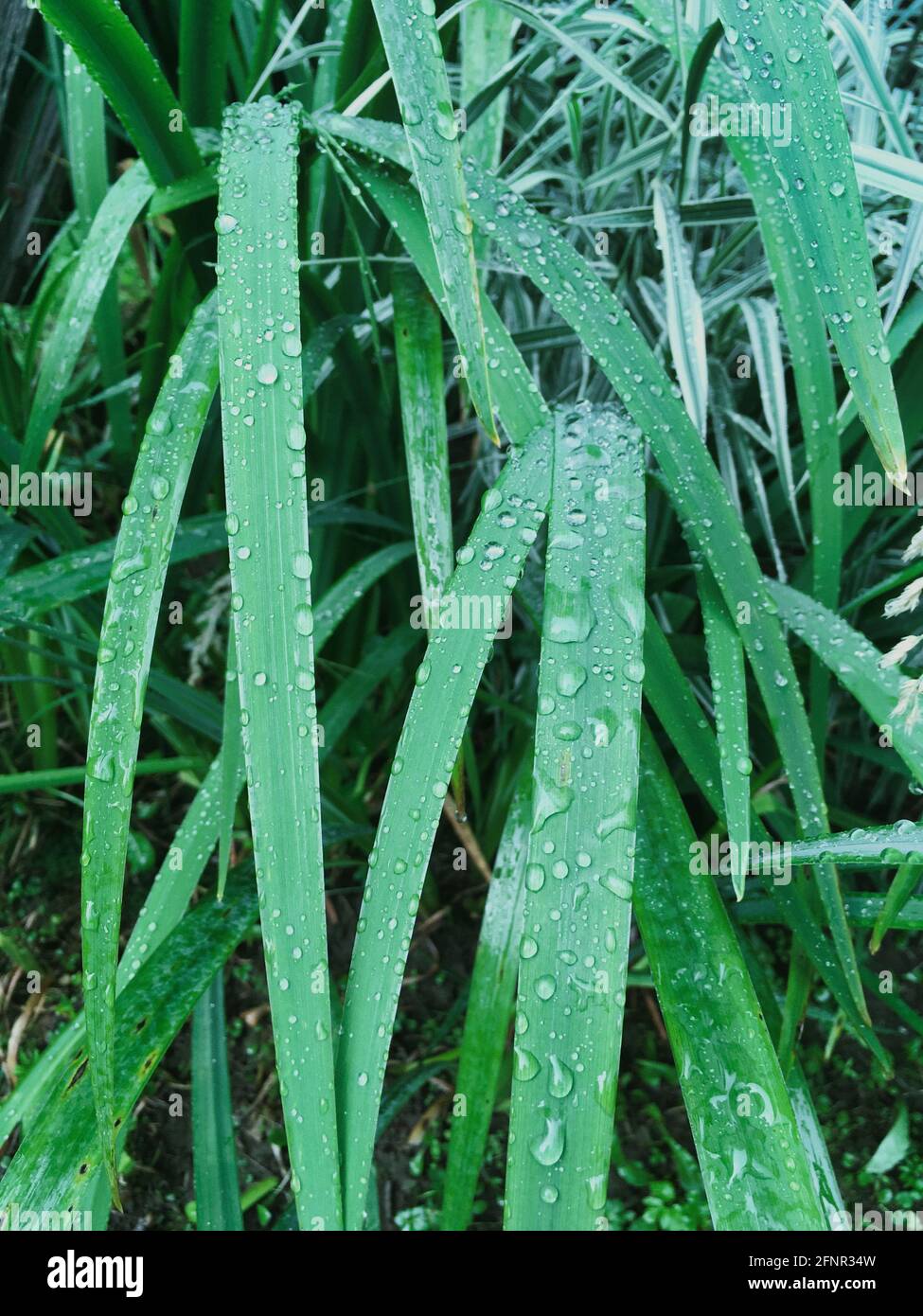 Green plant sharp leaves after a rain Stock Photo - Alamy