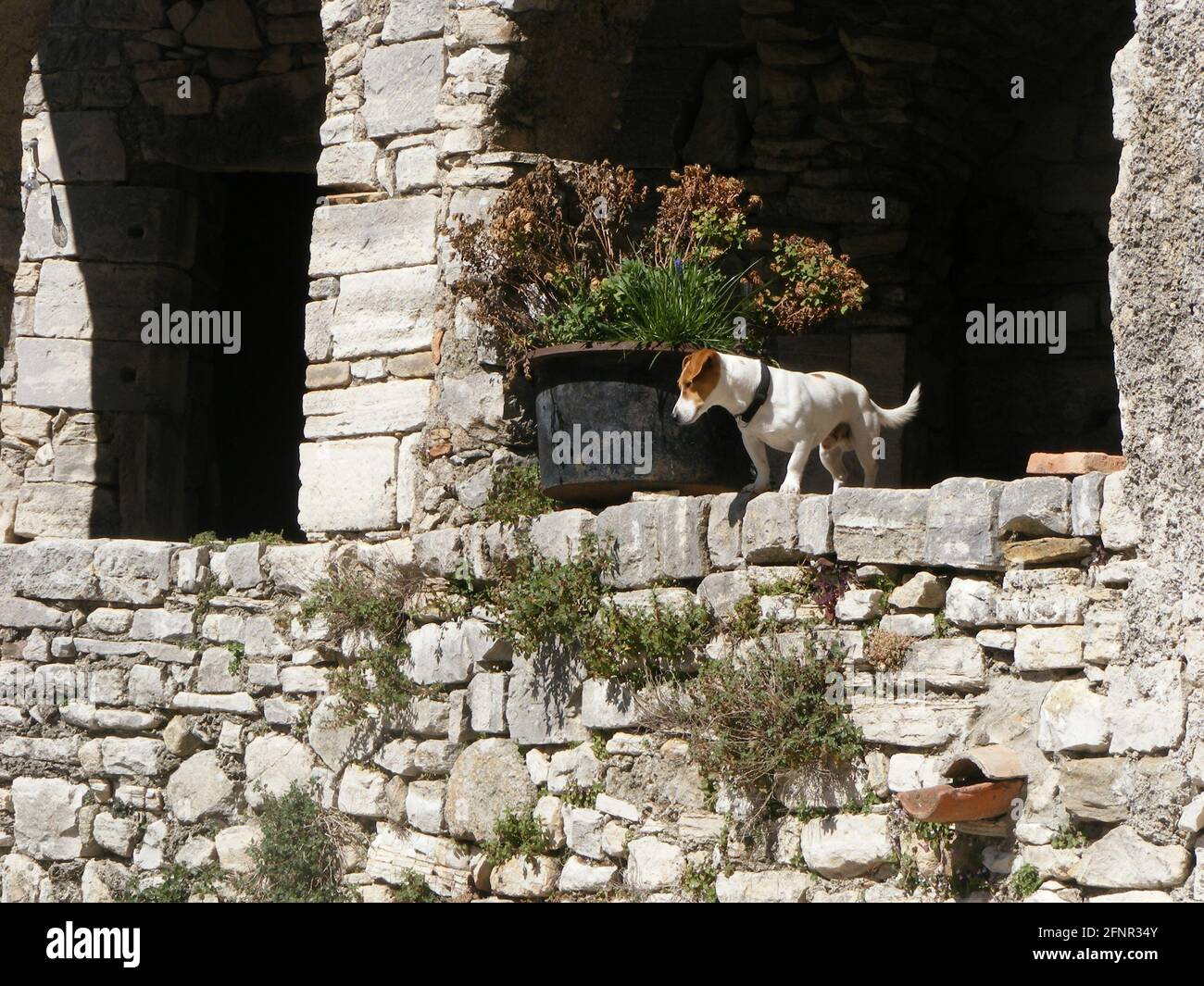 Jack Russell Terrier standing on the stone wall Stock Photo - Alamy