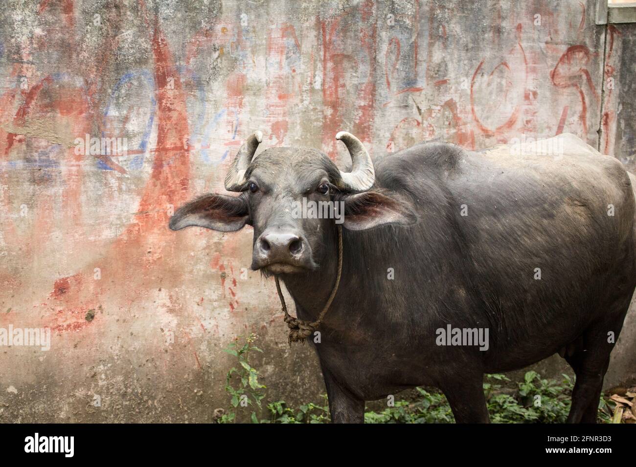 Rope around neck hi-res stock photography and images - Alamy