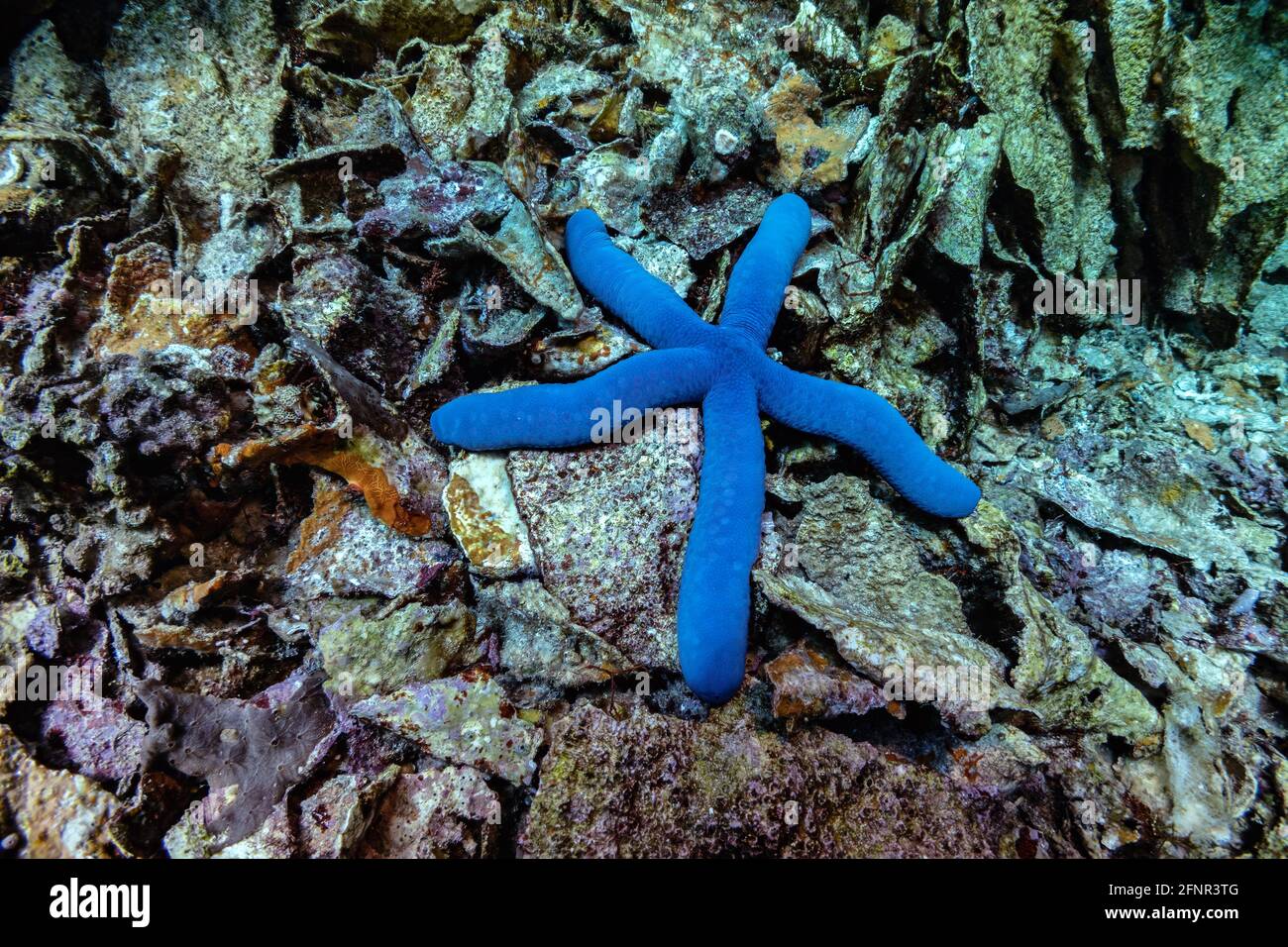 Very close photo of colorful big live blue sea star at coral reef ...