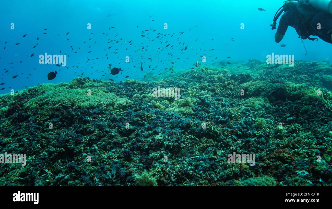 Beautiful tropical coral reef with a lot small colorful fishes in ...