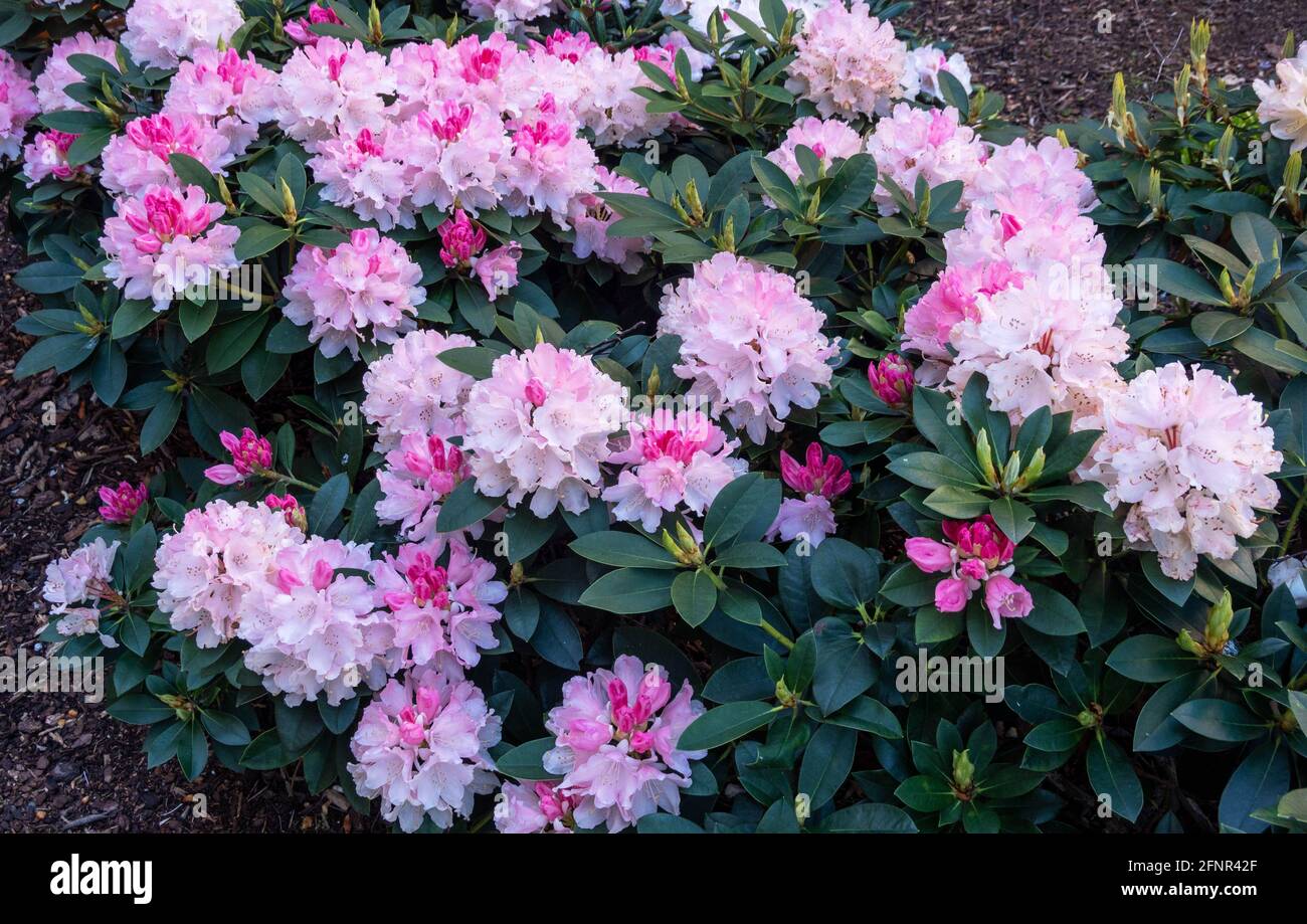 Azaleas High Resolution Stock Photography and Images - Alamy