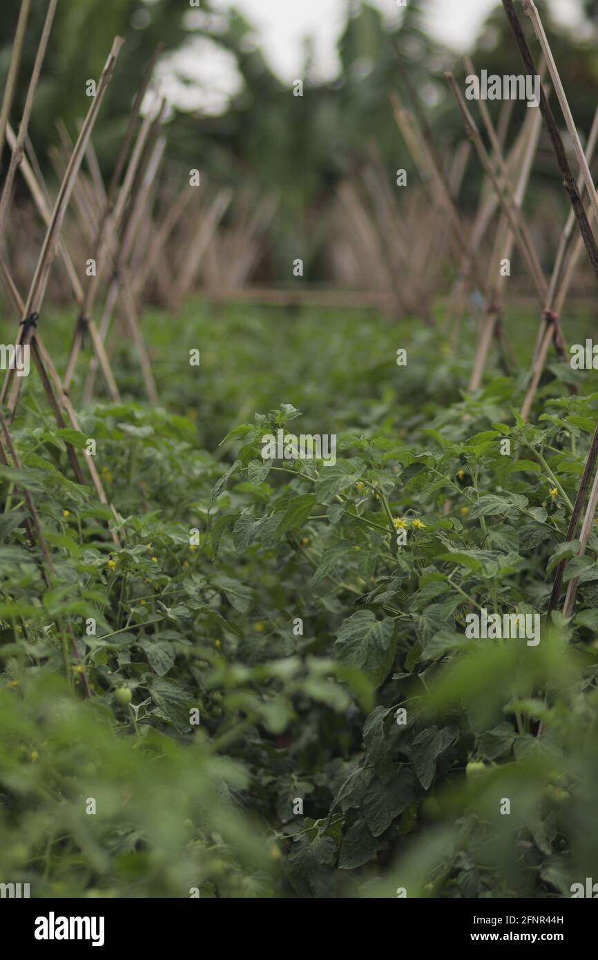 Tomato field in Indonesia with blurred background Stock Photo - Alamy