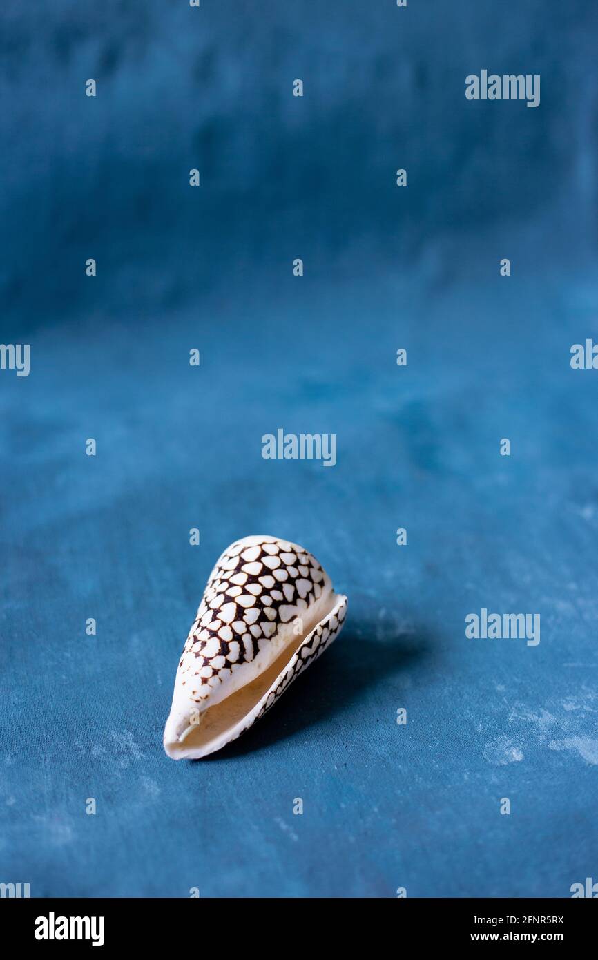 Shell marbled cone snail conus hi-res stock photography and images - Alamy