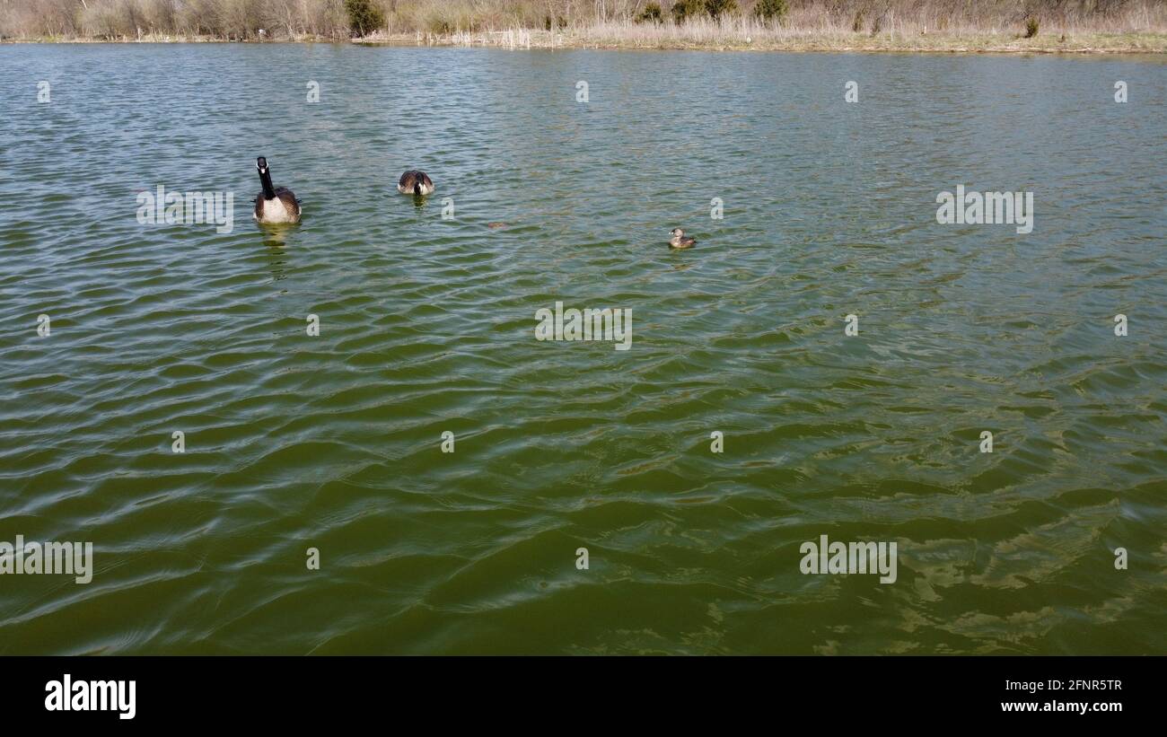 Aerial photos of geese on a pond taken by drone in 4k Stock Photo - Alamy