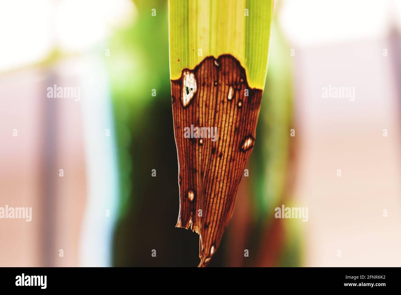 Infected plant hi-res stock photography and images - Alamy