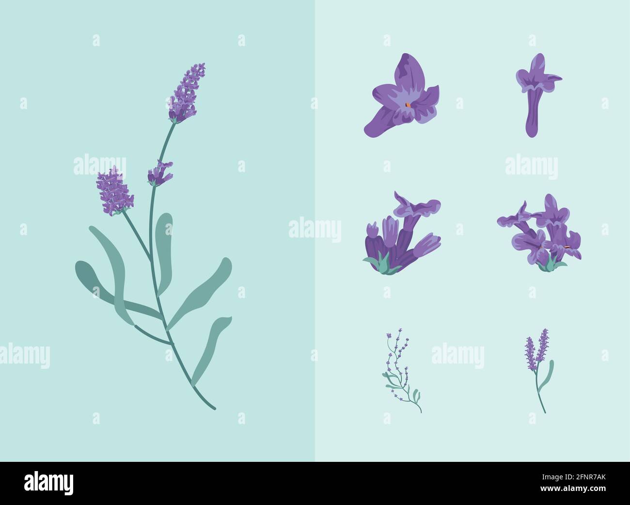 seven lavender flowers Stock Vector Image & Art - Alamy