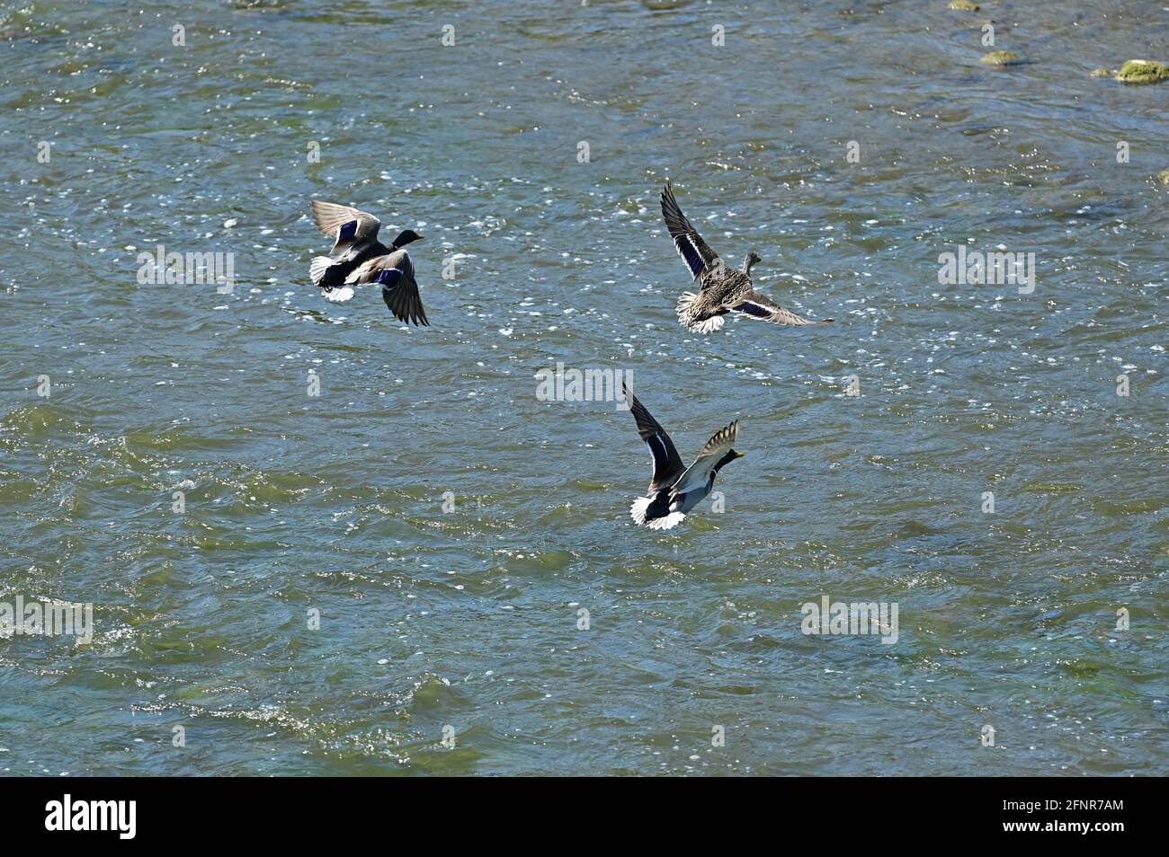 Frightened of water hi-res stock photography and images - Alamy
