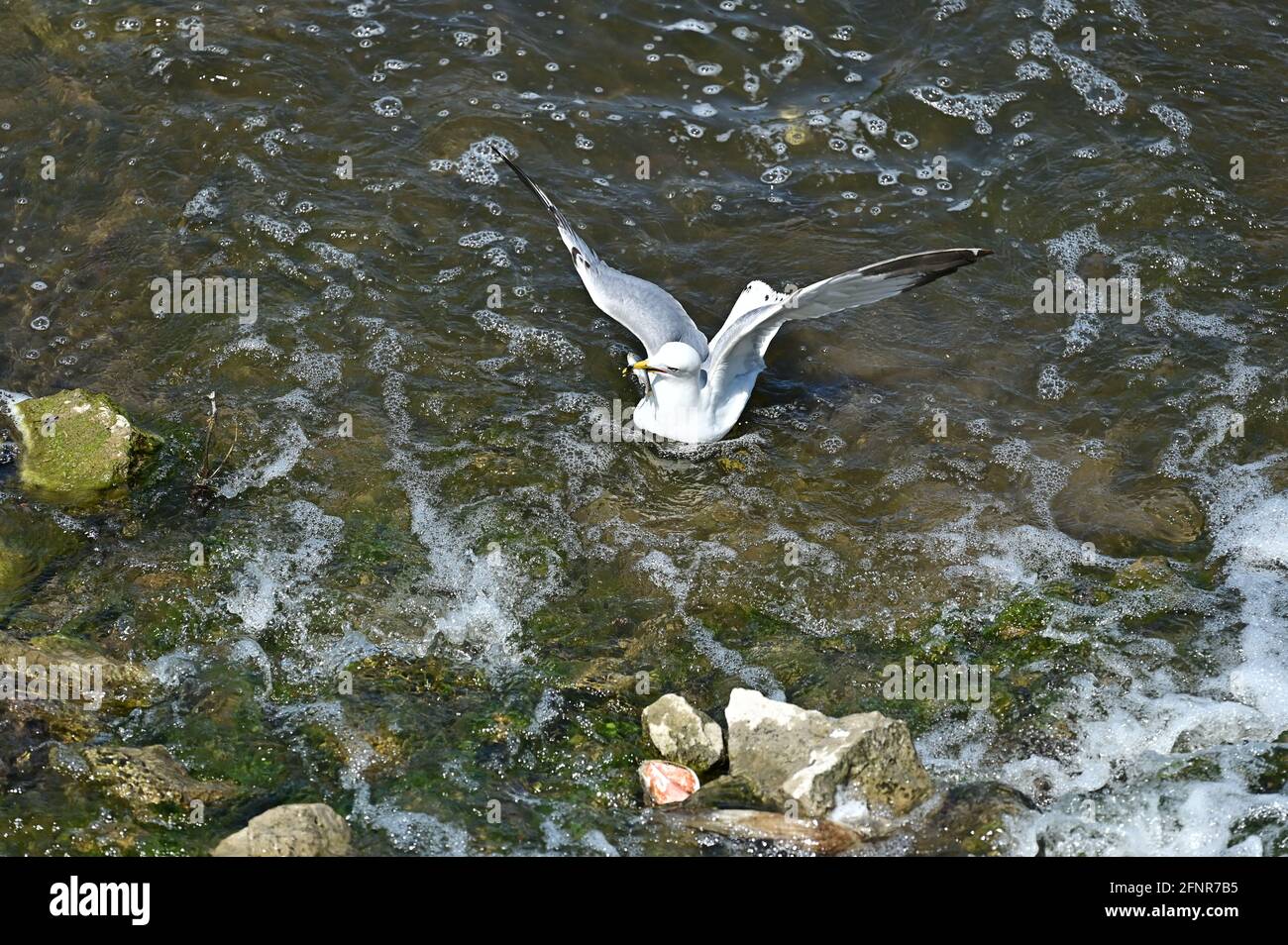 Wild caught fish tastes the best: a seagull enjoys the lucky catch ...