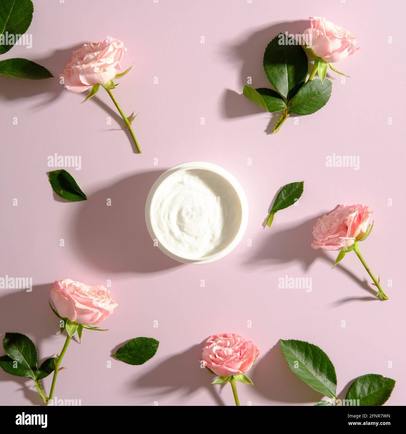 Jar of moisturizer cream and rose flowers on pink backrground. SPA ...