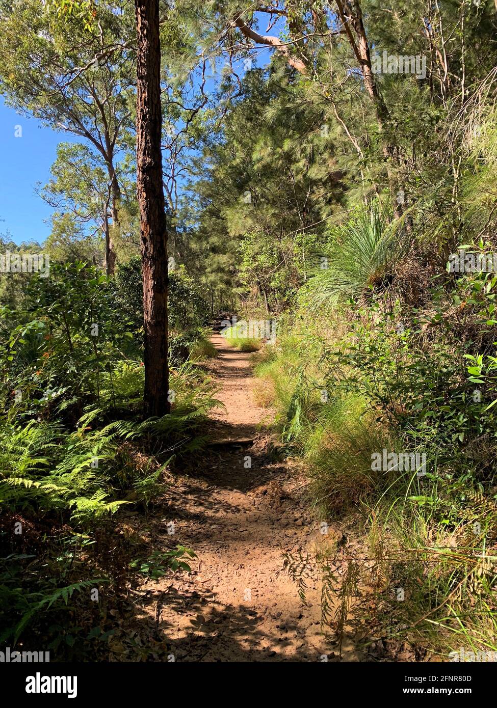 Bush Walking Track in Sydney, Australia Stock Photo - Alamy