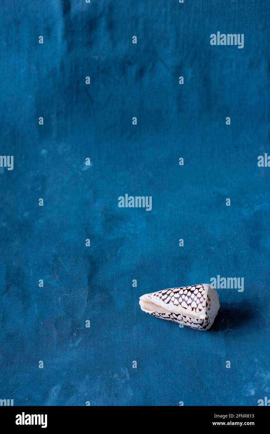 Indian cone shell hi-res stock photography and images - Alamy