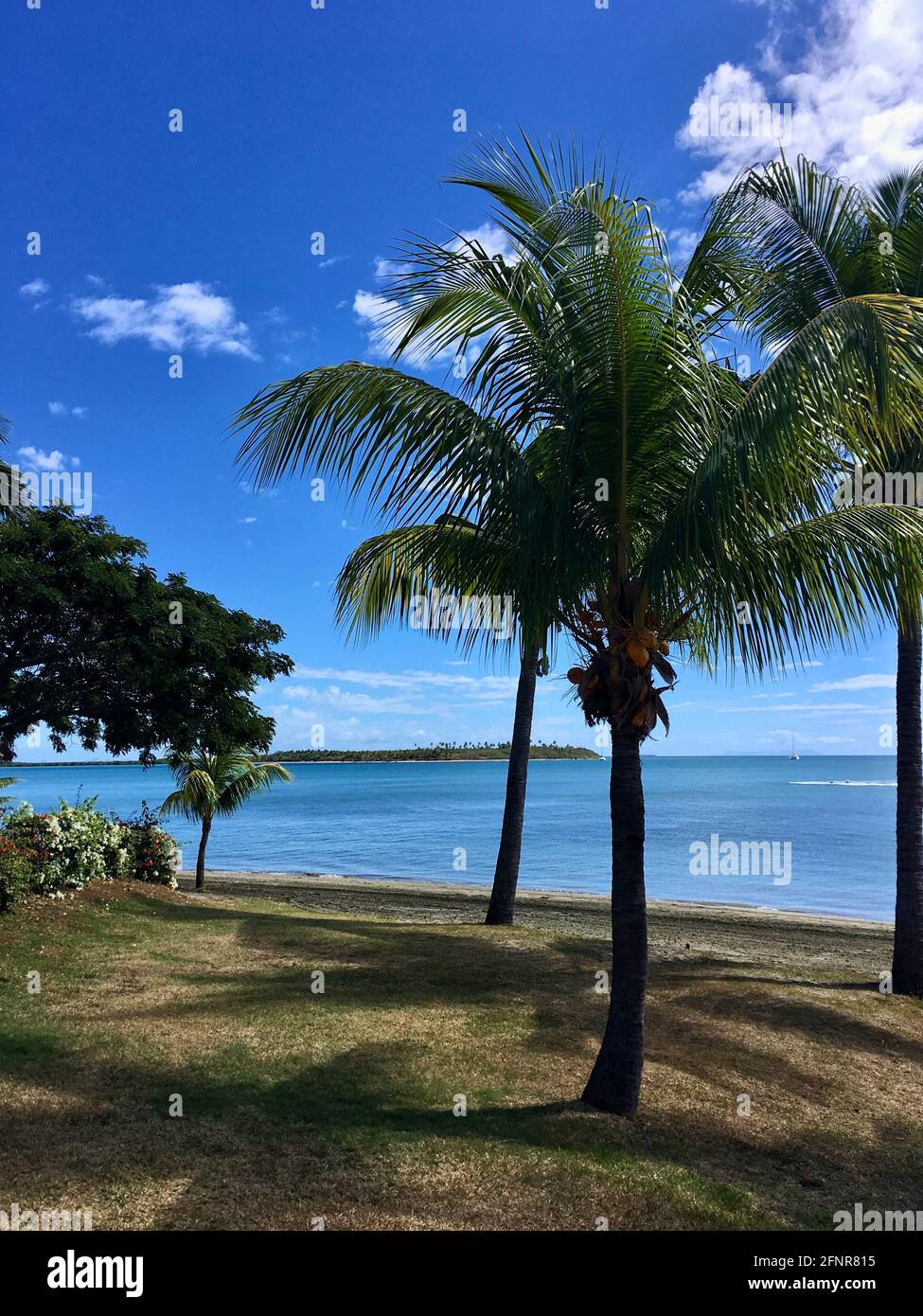 Palm Trees on Fijian Coastline Stock Photo - Alamy