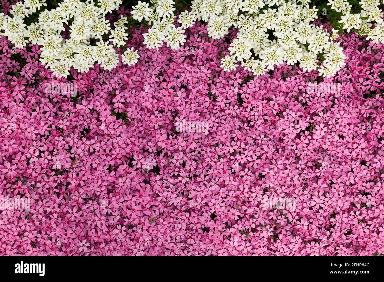 Moss pink, creeping phlox or phlox subulata flowers background close up ...