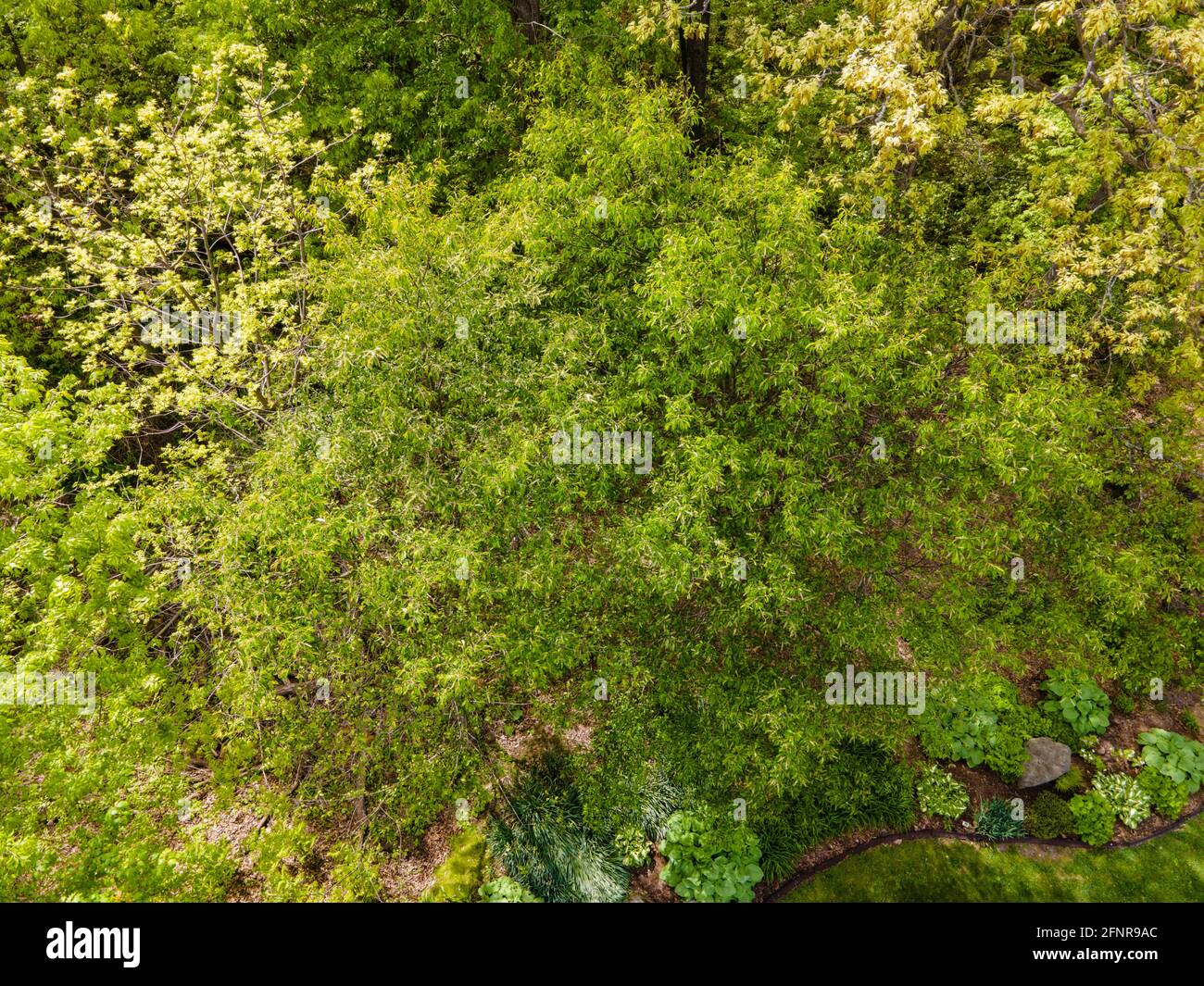Aerial view of tree canopy in Dawley Conservancy. Fitchburg, Wisconsin ...