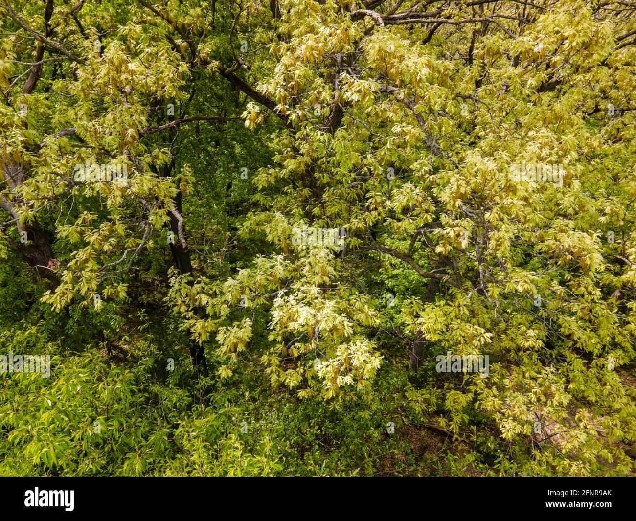 Aerial view of tree canopy in Dawley Conservancy. Fitchburg, Wisconsin ...