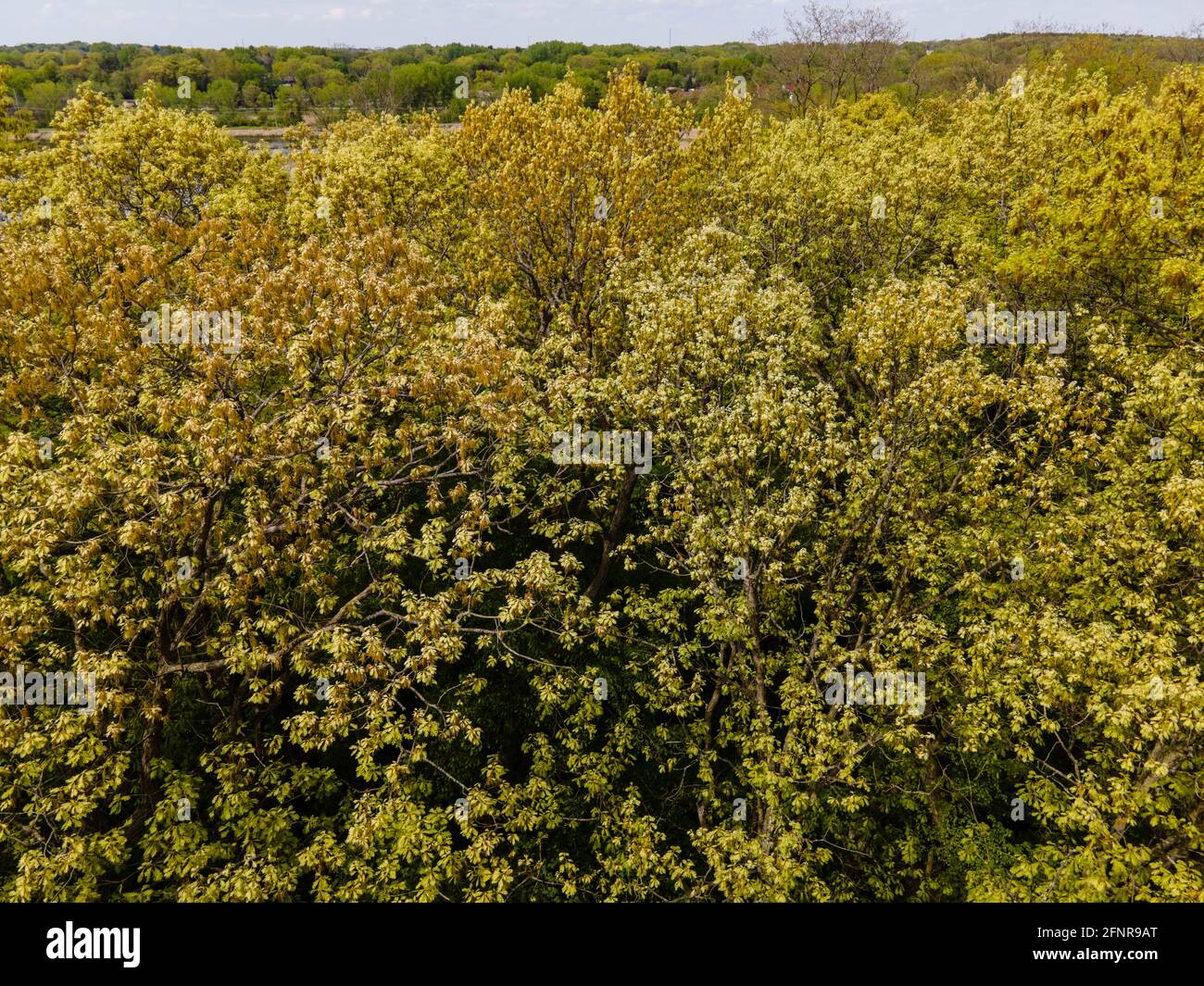 Aerial view of tree canopy in Dawley Conservancy. Fitchburg, Wisconsin ...
