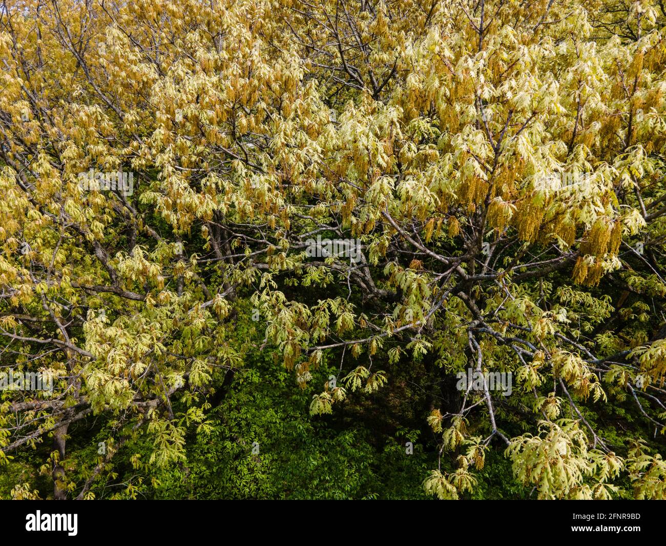 Aerial view of tree canopy in Dawley Conservancy. Fitchburg, Wisconsin ...
