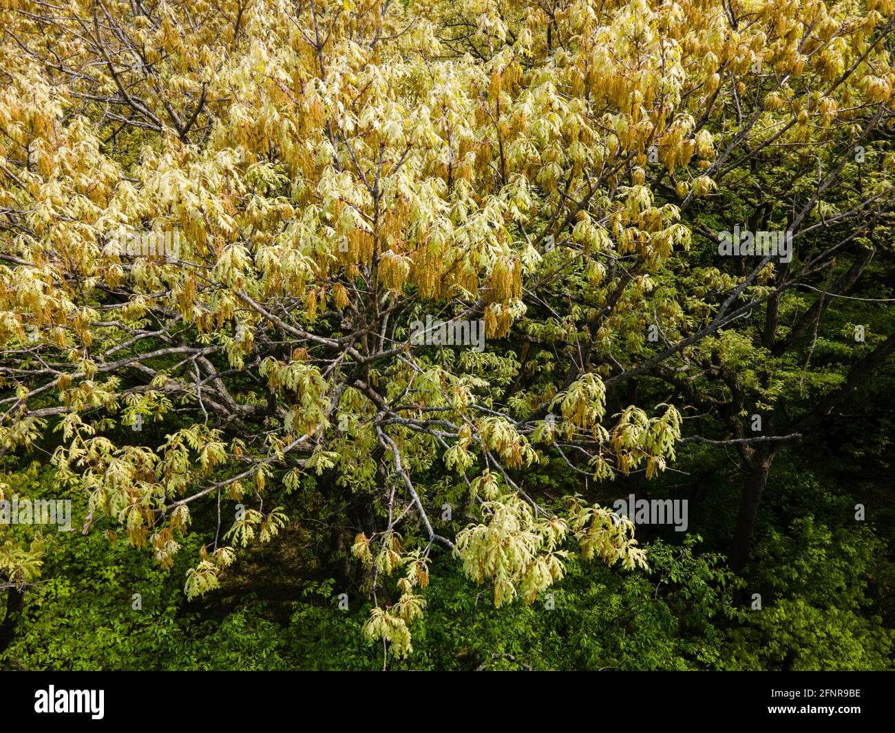 Aerial view of tree canopy in Dawley Conservancy. Fitchburg, Wisconsin ...