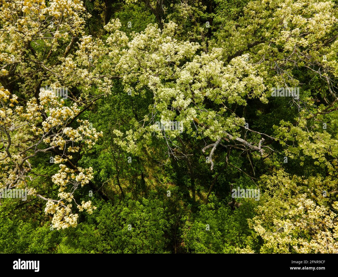 Aerial view of tree canopy in Dawley Conservancy. Fitchburg, Wisconsin ...