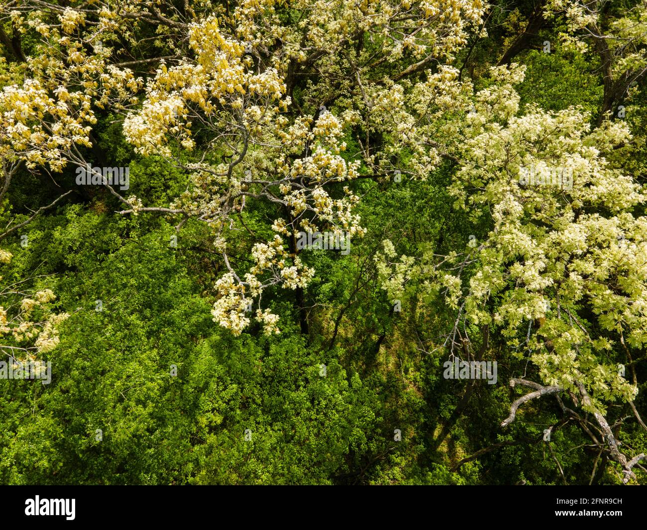 Aerial view of tree canopy in Dawley Conservancy. Fitchburg, Wisconsin ...