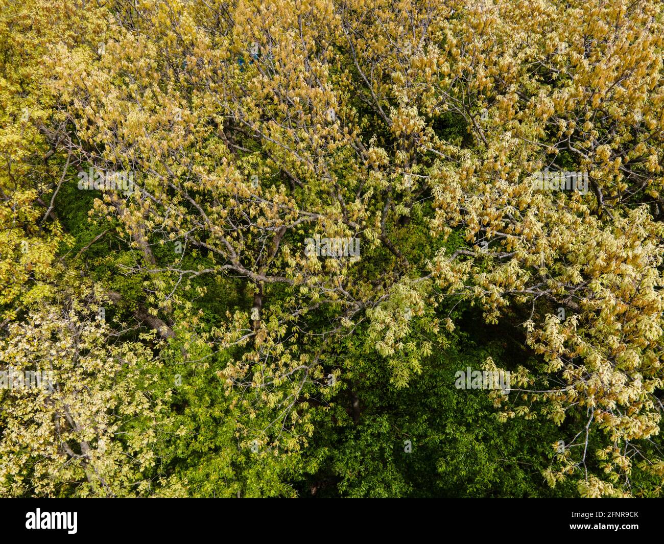 Aerial view of tree canopy in Dawley Conservancy. Fitchburg, Wisconsin ...