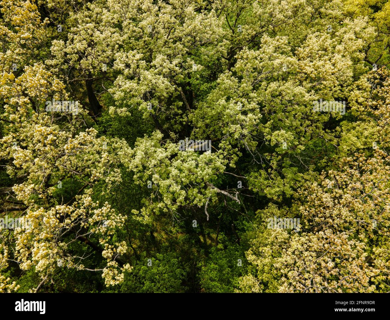 Hickory tree spring hi-res stock photography and images - Alamy