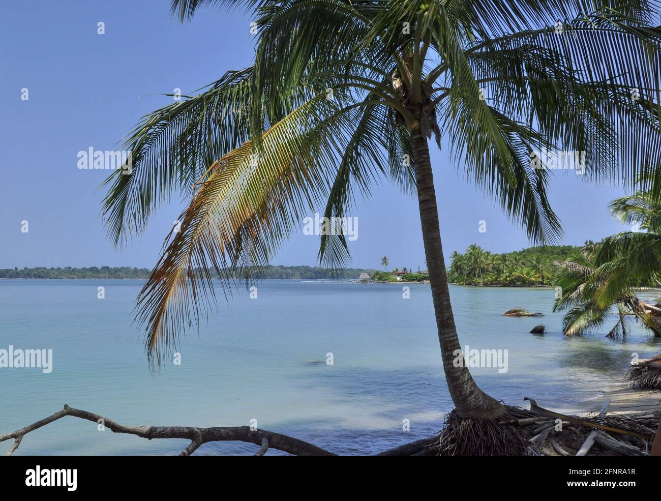 Beautiful view of the sea with trees on the beach Stock Photo - Alamy