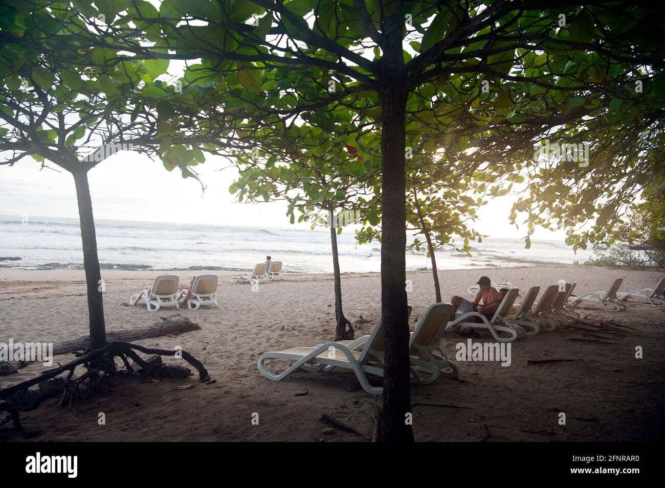 Beach with shade from Mangrove trees in Tamarindo, Costa Rica Stock ...
