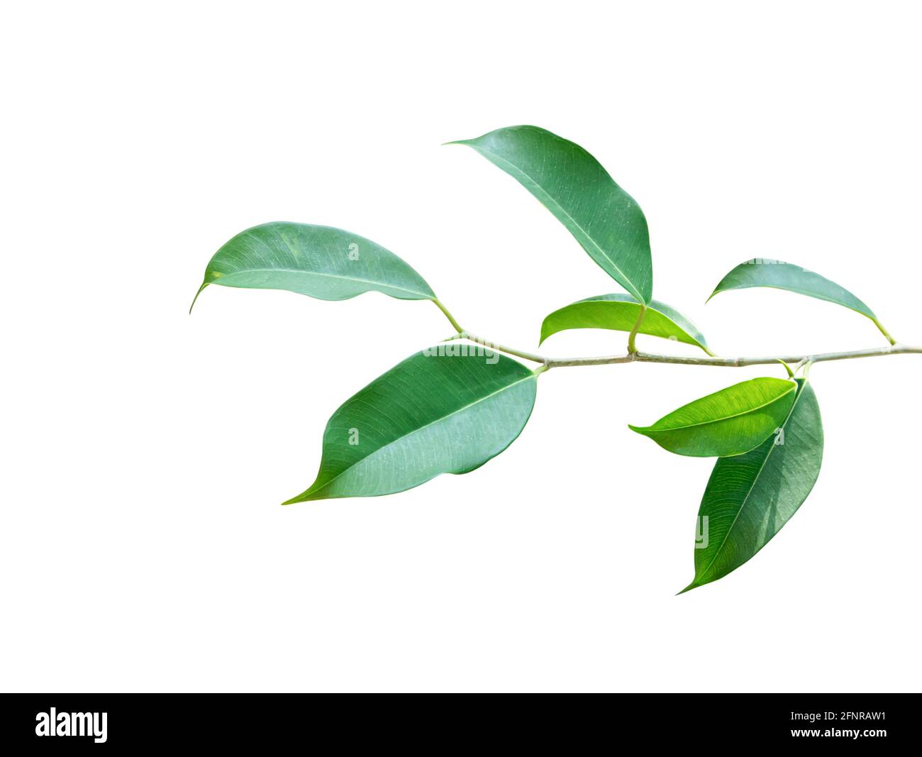 Green leaves branch isolated on white background with clipping path ...