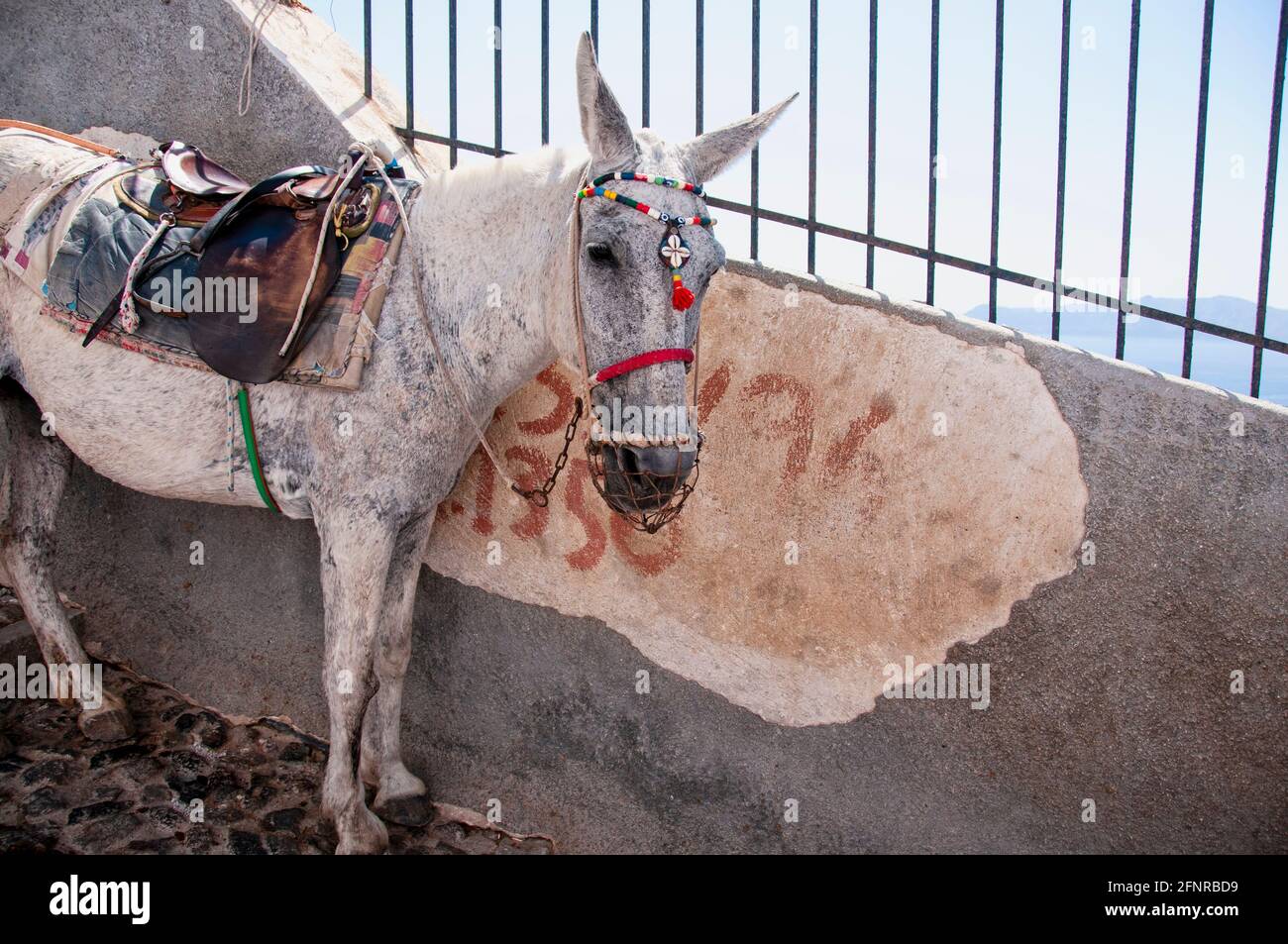 Donkey transport hi-res stock photography and images - Alamy