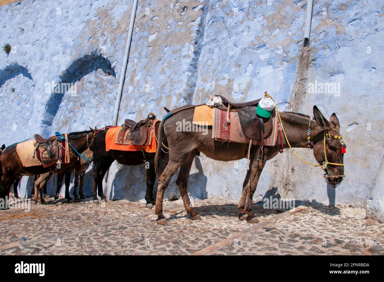 Group of donkeys in a row tied to a wall in a street on the island of ...