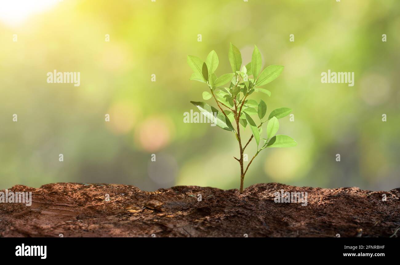 Growth young tree on nature bokeh light background. Growing plants ...