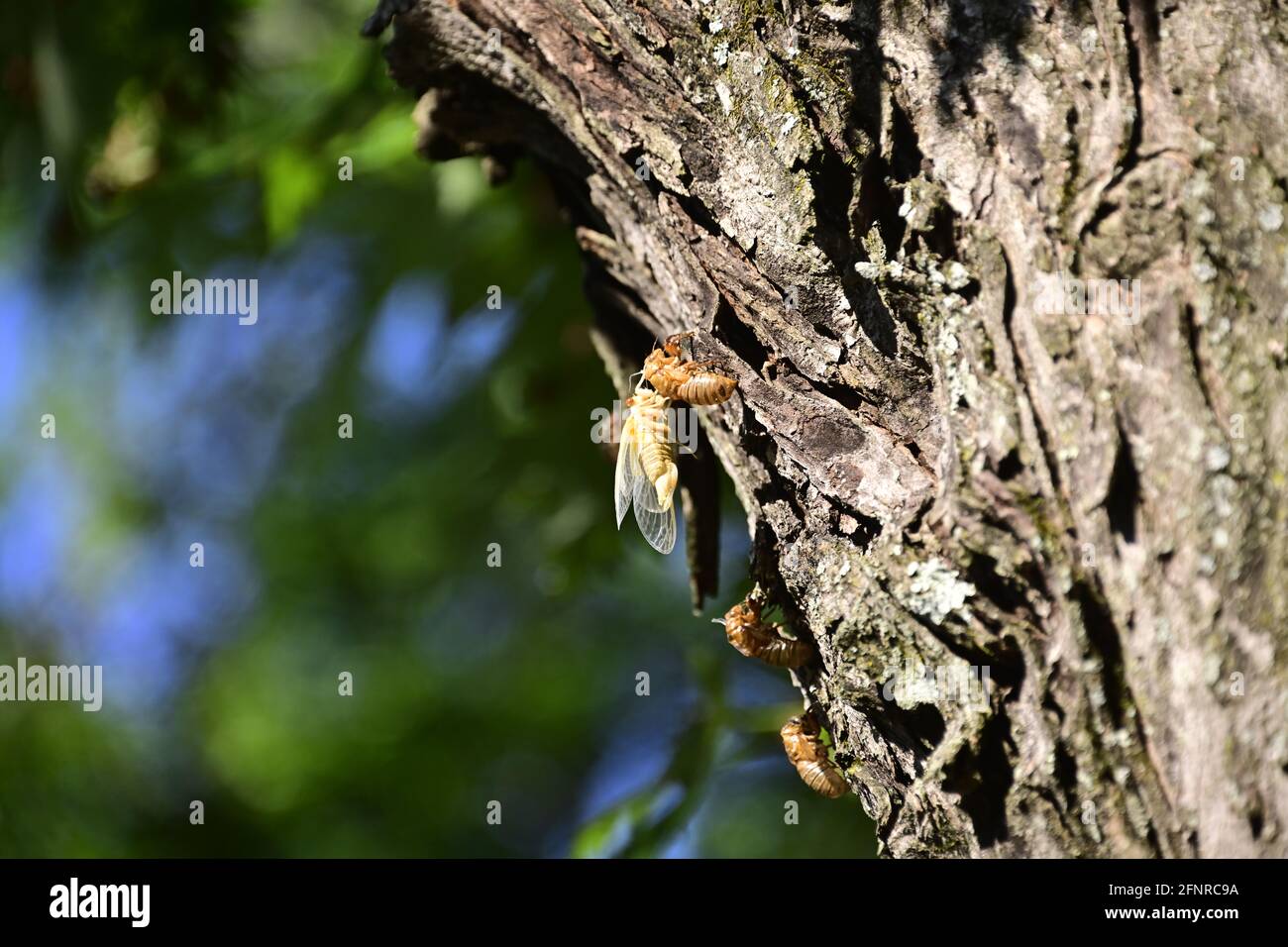 Brood X Cicadas emerge from their shells on a tree in Silver Spring ...