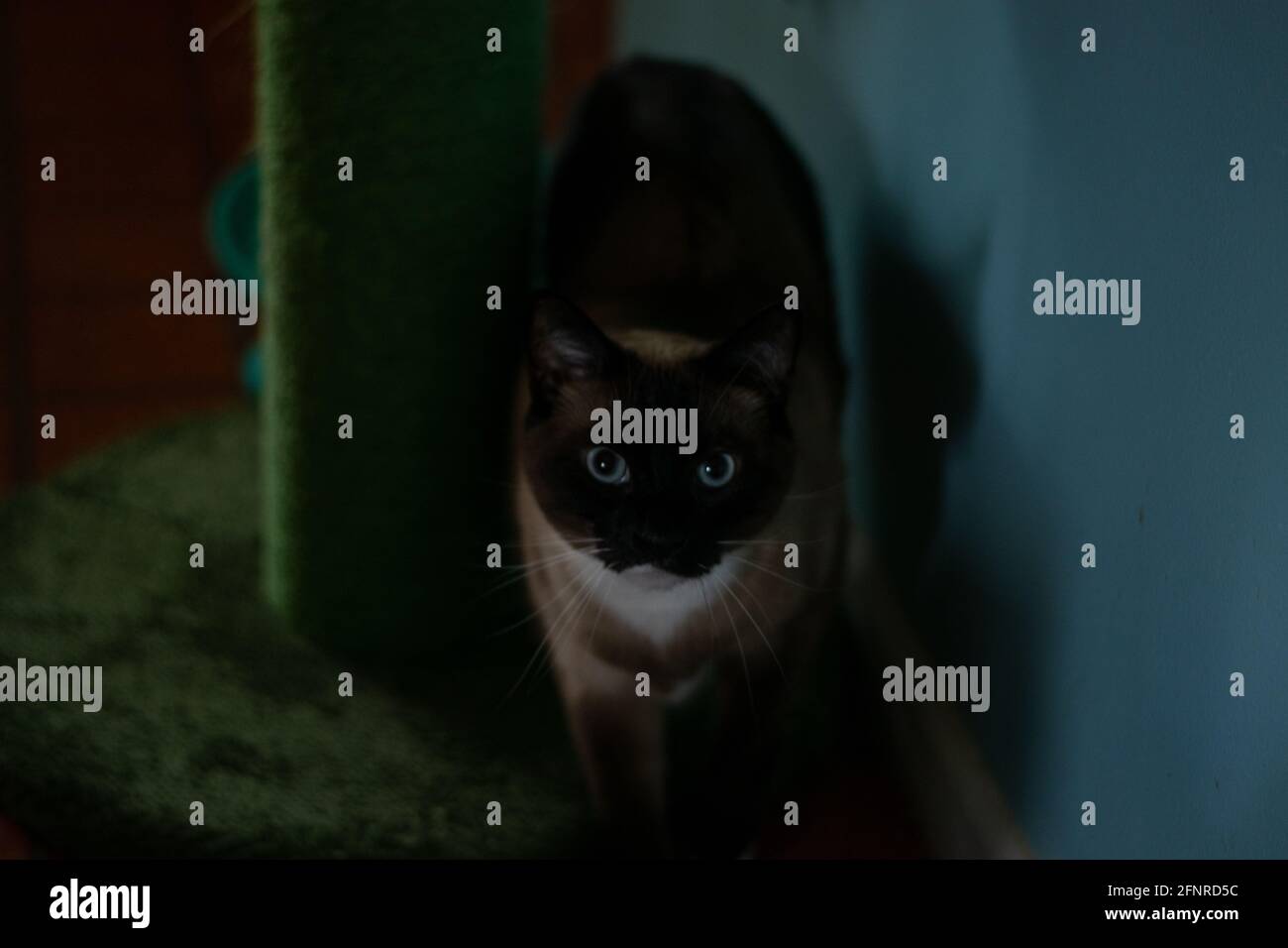 Lurking in the shadows Stock Photo - Alamy