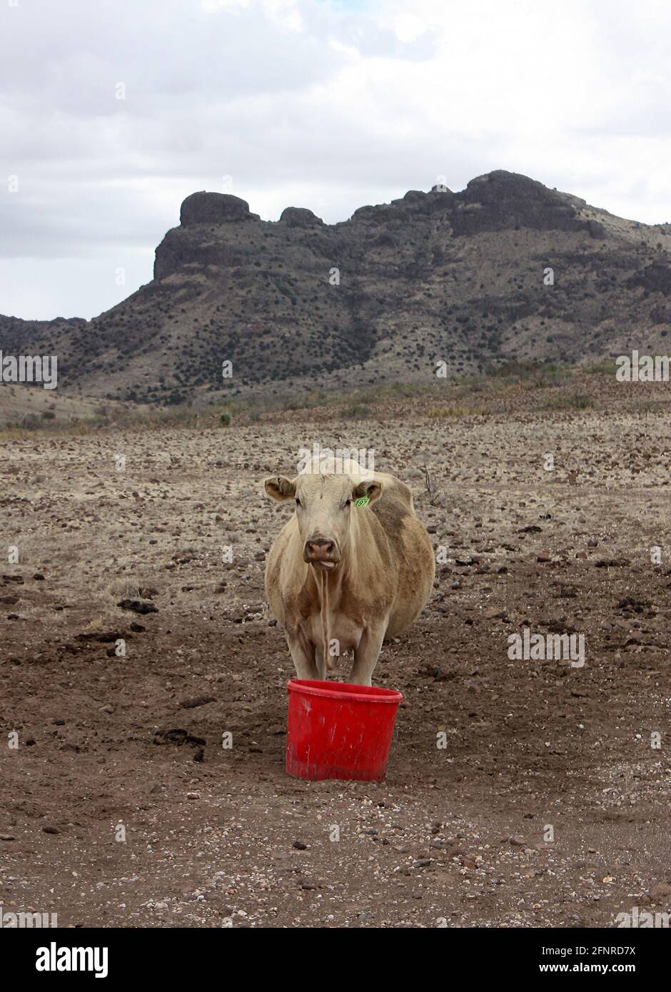 Thirsty tan cow in the desert drinks from red bucket and licks its lips ...