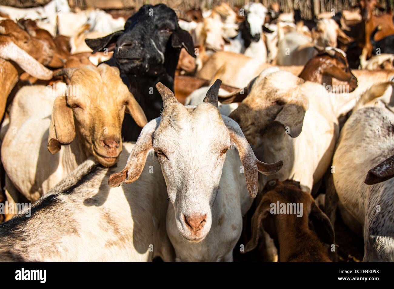 domestic goats crowded together in a pen Stock Photo - Alamy