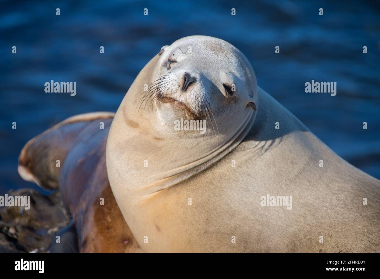 Seal posing hi-res stock photography and images - Alamy