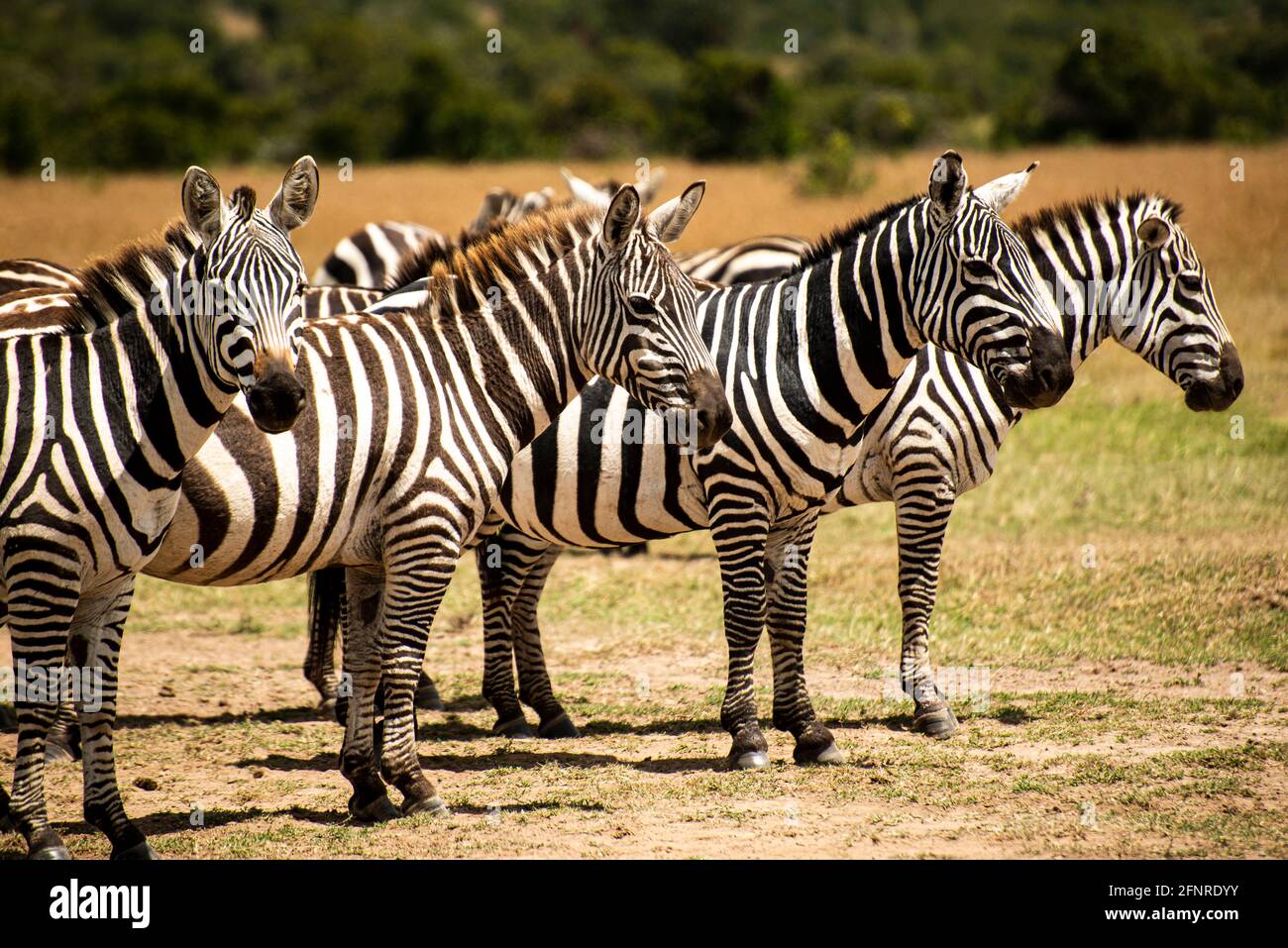 four zebras standing in a line Stock Photo - Alamy