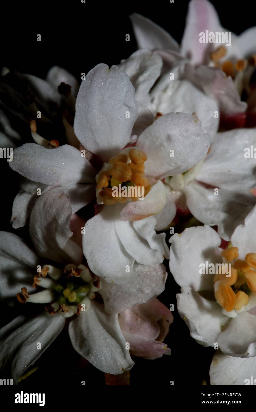 White flower blossom close up botanical modern black background Choisya ...