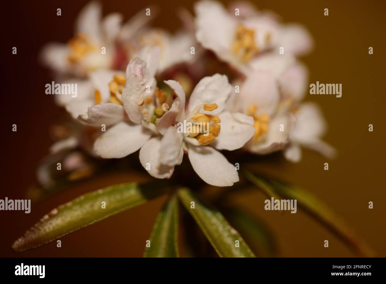 White flower blossom close up botanical modern background Choisya ...