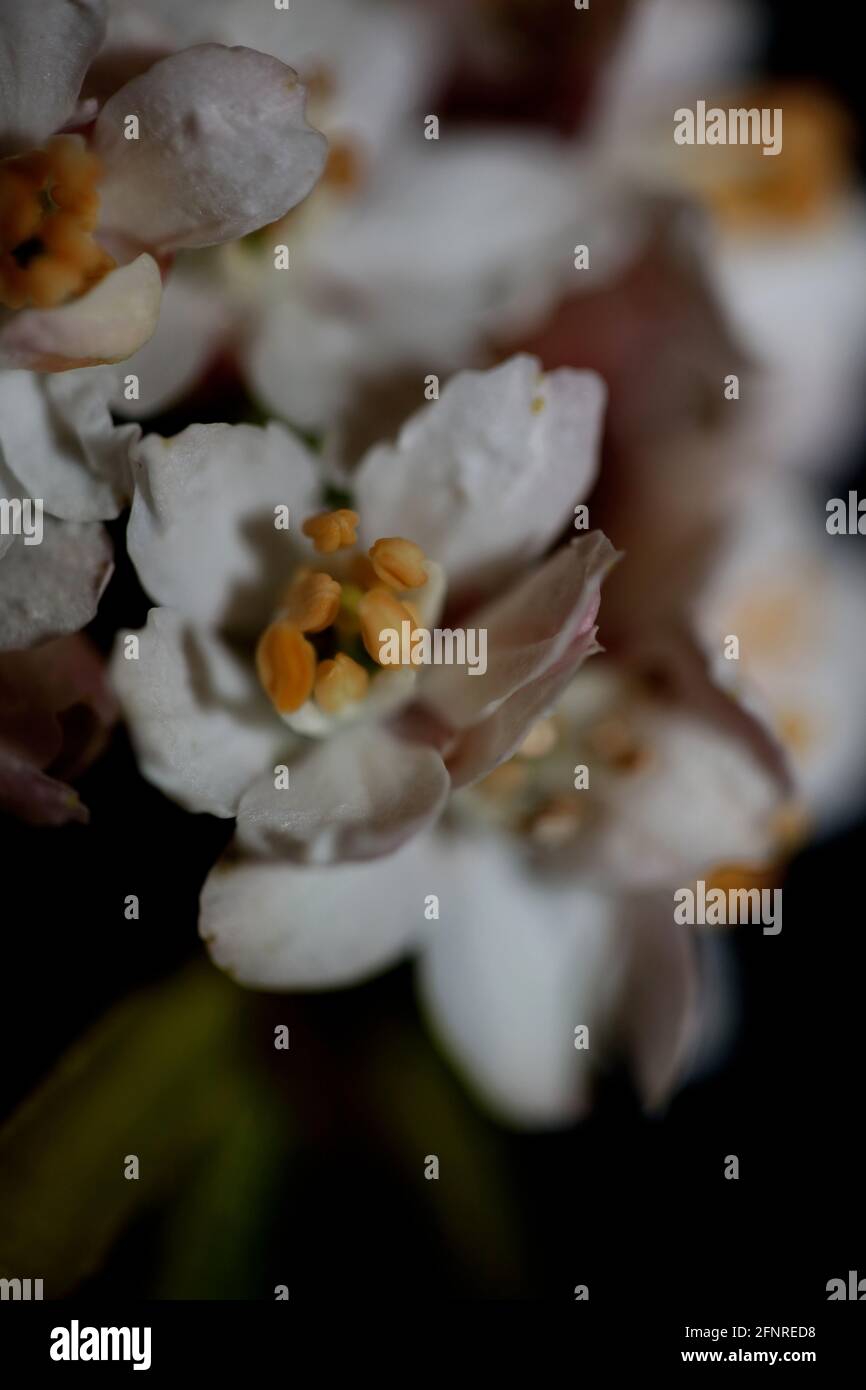 White flower blossom close up botanical modern black background Choisya ...