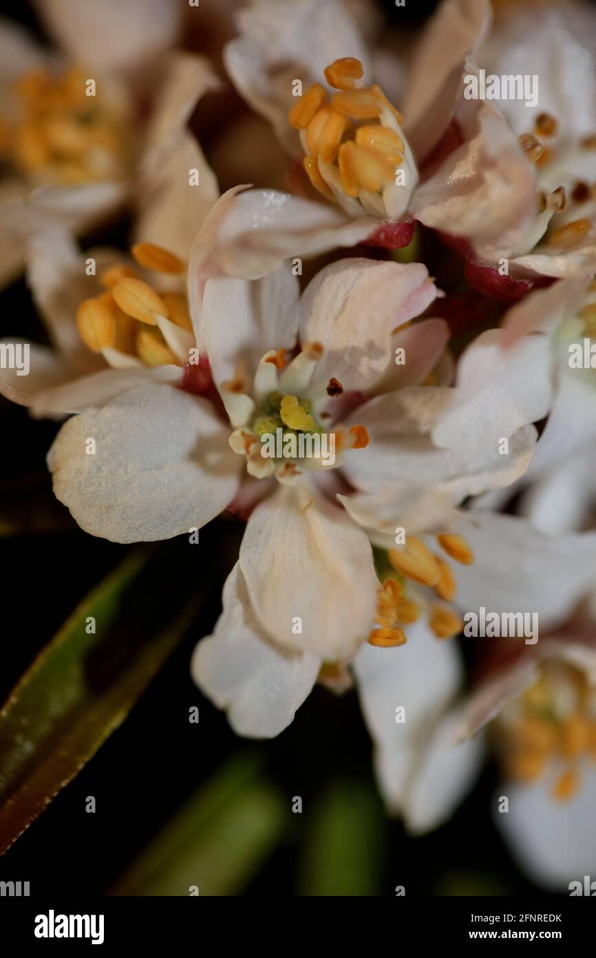 White flower blossom close up botanical modern black background Choisya ...