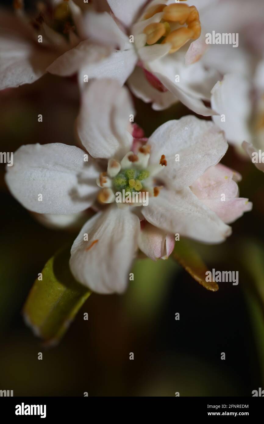 White flower blossom close up botanical modern black background Choisya ...