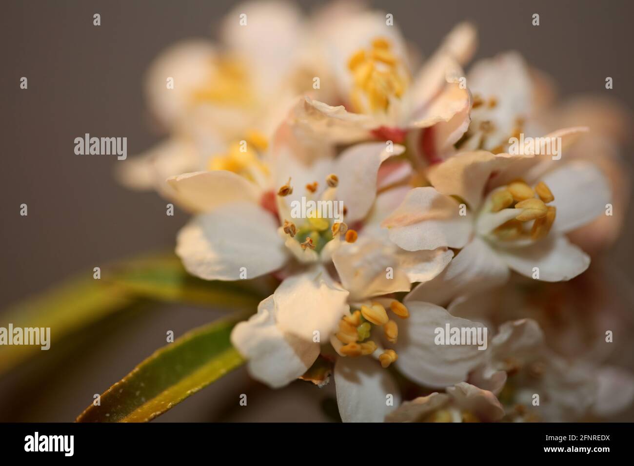 White flower blossom close up botanical modern background Choisya ...