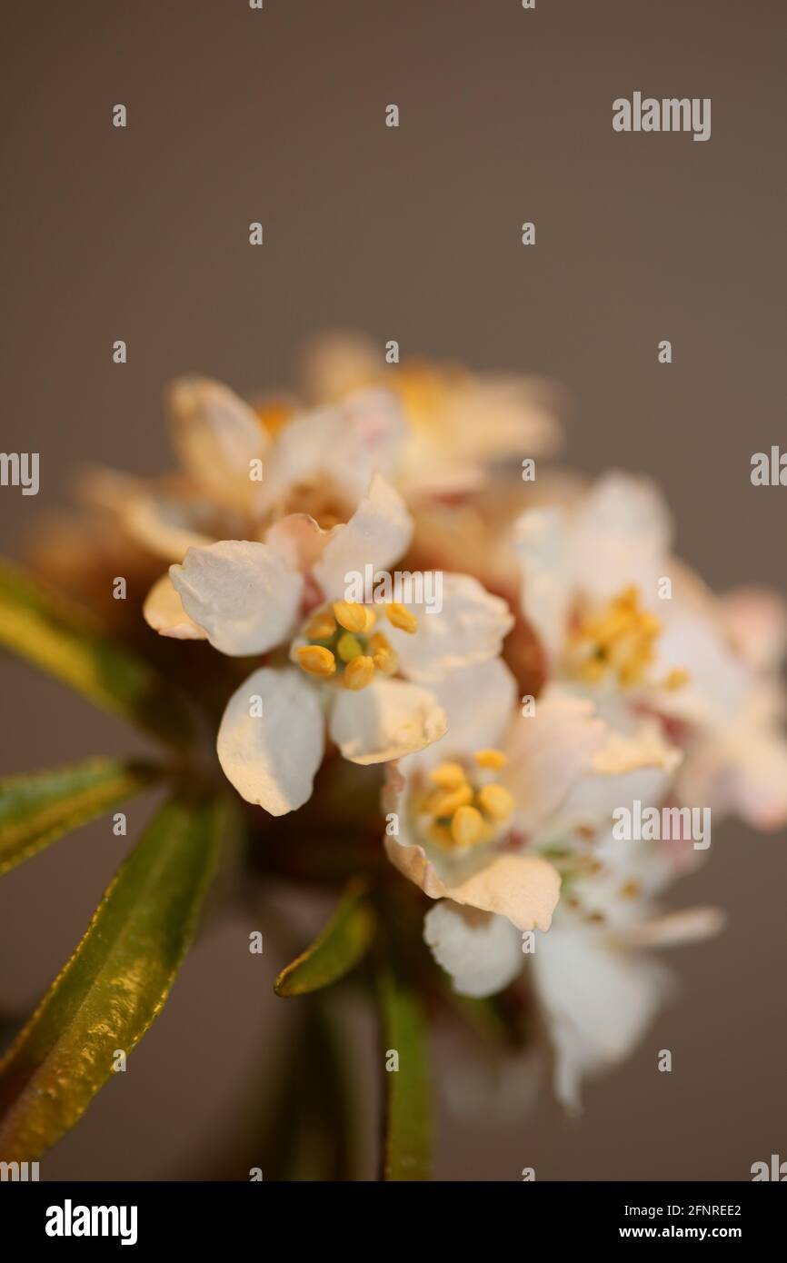 White flower blossom close up botanical modern background Choisya ...