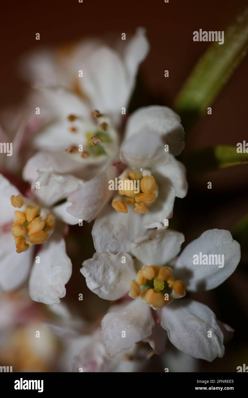 White flower blossom close up botanical modern background Choisya ...