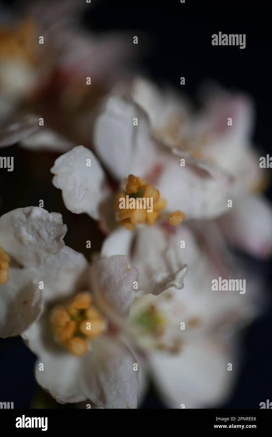 White flower blossom close up botanical modern black background Choisya ...